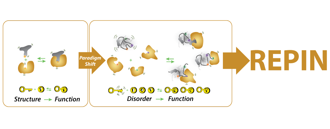 REPIN - Rethinking Protein-Protein Interactions – Department of Biology ...