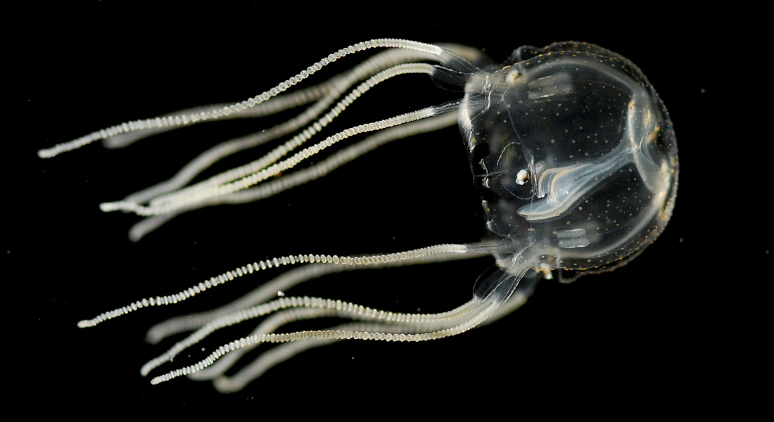 Garm Lab – Department of Biology - University of Copenhagen